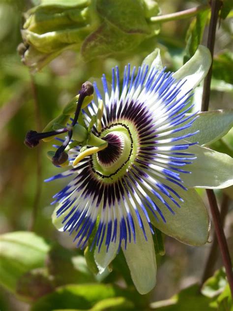 Passiflora Caerulea Free Image Download