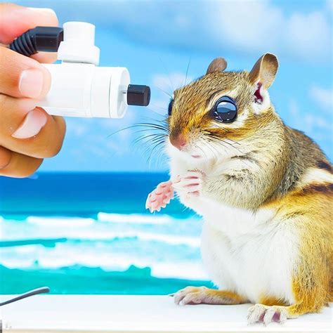 Morris Bermans Dark Ages America The Final Phase Of Empire By Lucy