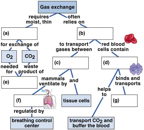 Exam 3 Biology Diagram Quizlet