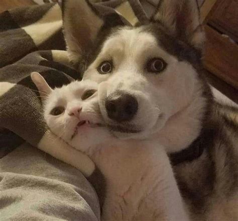 Cute Dog And Cat Cuddle On A Blanket