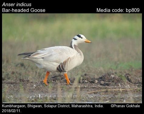 Anser Indicus Latham 1790 Bar Headed Goose Birds