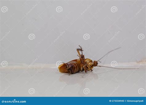 Close Up Shot Of Dying Cockroach Lying Dead On The Floor Stock Image