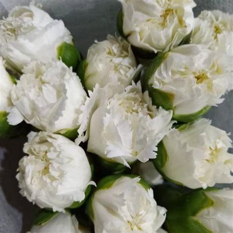 康乃馨 白雪公主批发康乃馨 白雪公主价格康乃馨 白雪公主在线订购康乃馨 白雪公主采购 鲜花批发网