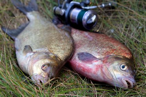 Premium Photo High Angle View Of Fishes In Grass