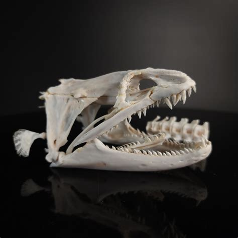 Moray Eel Skeletal Type At Richard Buffum Blog