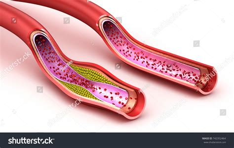 Lipids Images Stock Photos Vectors Shutterstock
