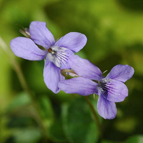 Viola Odorata Houtmeyers Plantencentrum En Boomkwekerij Laakdal
