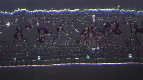 Leaf Microscopic Structure Stock Footage And Videos 49 Stock Videos