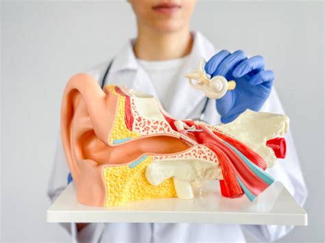 320 Buis Van Eustachius Fotos Stockfotos Afbeeldingen En Royalty Free Beelden Istock