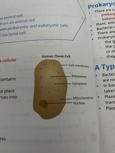 Cell Structure Flashcards Quizlet