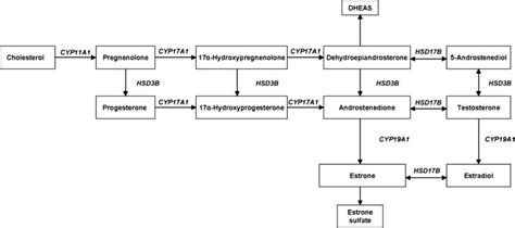 Hapten Conjugates With Antibodies For Sex Hormone Testing Creative