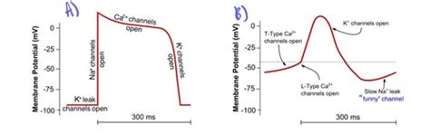 Pacemaker Cells Lec 3 Flashcards Quizlet