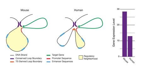 Transposable Elements Role In Genetic Expression Could Improve Study