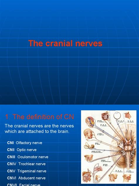 Cranial Nerve 1st Pdf Neuroanatomy Primate Anatomy