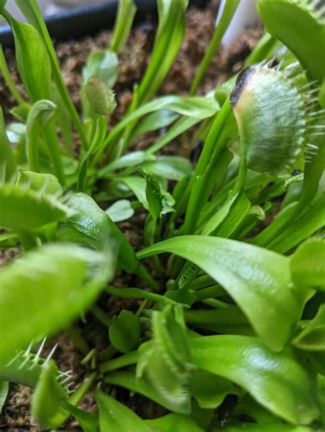 Leaf Teeth Mutation Rsavagegarden