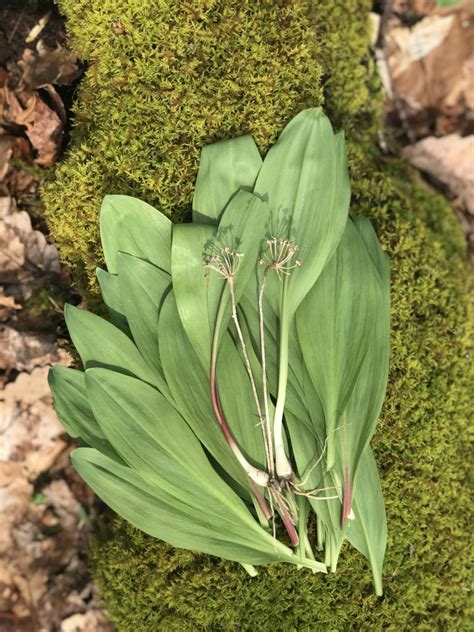 Ramp Workshop United Plant Savers