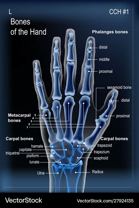 X Ray Hand Bones