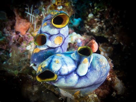 Tunicates Christoph Trösch Medien Und Kommunikationstrainings