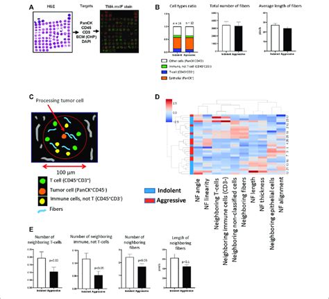 Tma Analysis A Tma Was Generated From Lung Tissue Blocks From