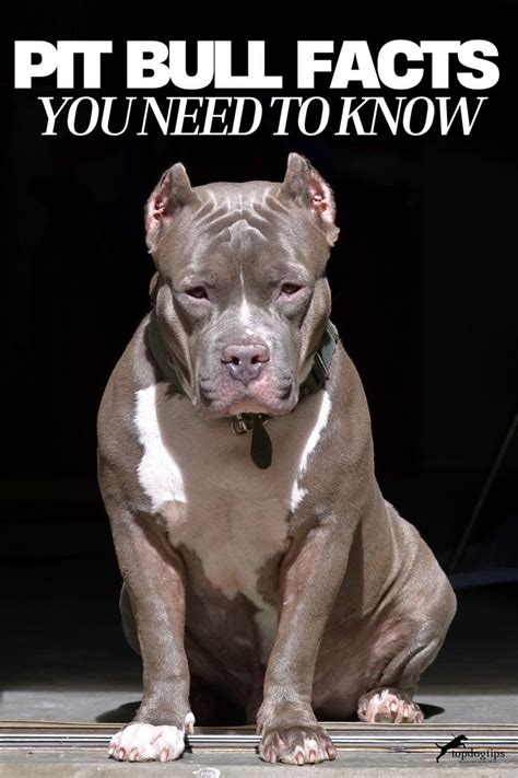 The Truth About Pit Bulls A Comprehensive Guide To The 23 Facts That