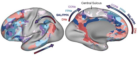 Sexually Dimorphic Dopaminergic Circuits Determine Sex Preference And