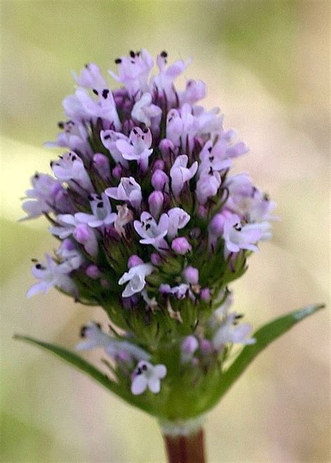 Longhorn Seablush Plma4 Octc Flora Guide · Inaturalist