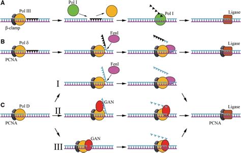 Proposed Role For Gan During Archaeal Dna Replication Models For