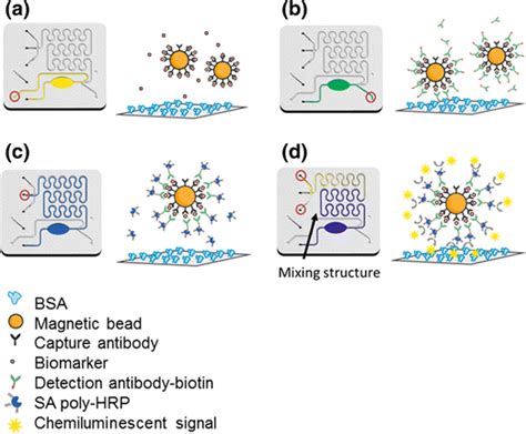 Principle Of The On Chip Elisa Protocol Showing Magnetic Bead Based