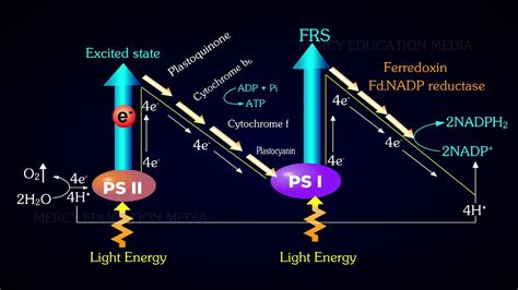 Light Reactions Cyclic Electron Flow Diagram Cyclic And Non Cy
