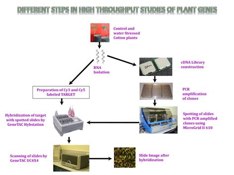 ppt microarray hybridization powerpoint presentation free download