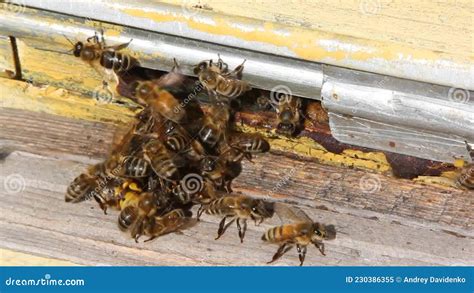 The Bees Attack A Hornet Trying To Enter The Hive Stock Video Video Of Tentacles Insect