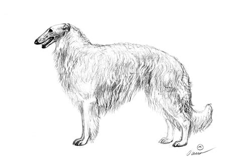 Borzoi Fci Standard