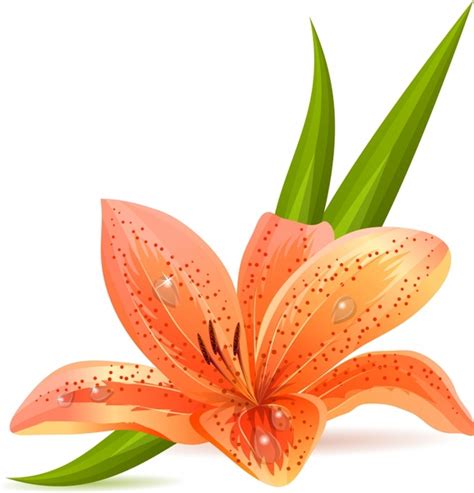 Lily Free Vector Download 173 Free Vector For Commercial Use Format Ai Eps Cdr Svg Vector