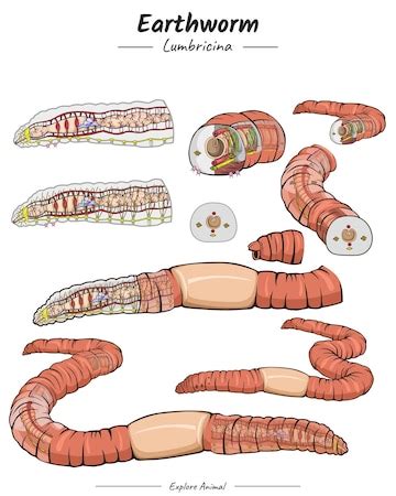 Anatomía De La Lombriz De Tierra