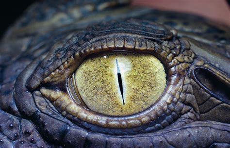 Reptile Eye Wallpapers Wallpaper Cave