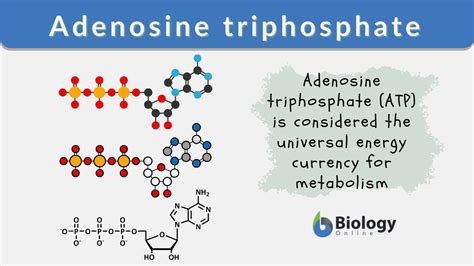 Adenosine Triphosphate Definition And Examples Biology Online Dictionary