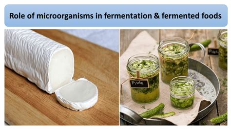 Types Of Microorganisms Involved In Fermentation Microbiology Notes
