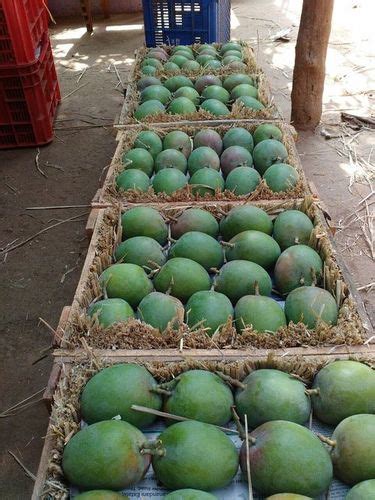 Devgad Ratnagiri Hapoos Mango At Best Price In Junagadh Shreenathji