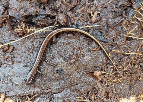 Southern Two Lined Salamander Eurycea Cirrigera