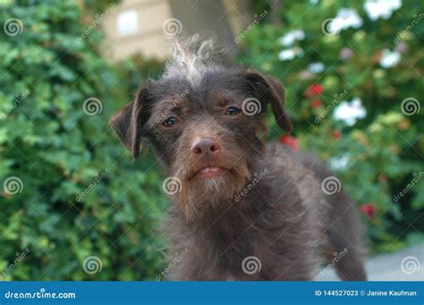 Wire Haired Terrier Mix Puppies