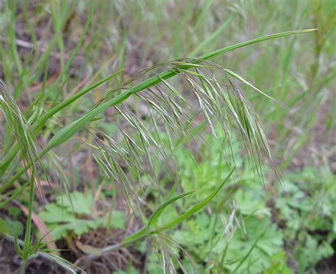 Bromus Tectorum Cheat Brome Cheatgrass Go Botany