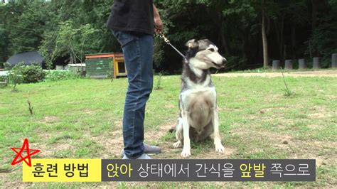강아지와 주인 모두를 위한 엎드려훈련 Youtube