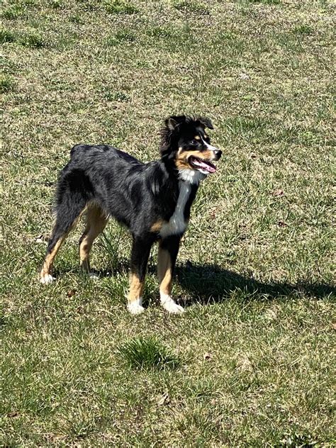 My new-to-me good boy, Chance... I'm in love! 😍 : r/MiniAussies