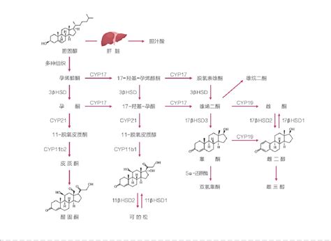 类固醇激素 深圳华腾生物医疗电子有限公司