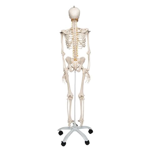 Flexible Human Skeleton Model Fred 3b Smart Anatomy Lifemed Products