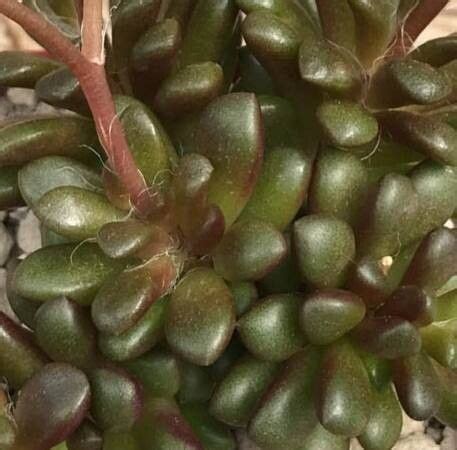 How To Propagate Anacampseros Vanthielii Propagate One