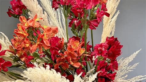 Alstro Special Tesselaar Alstroemeria