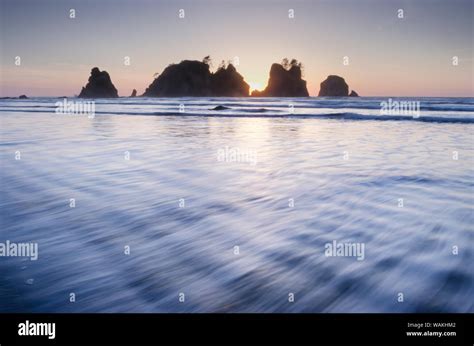 Sunset On Shi Shi Beach Sea Stacks Of Point Of The Arches Are In The