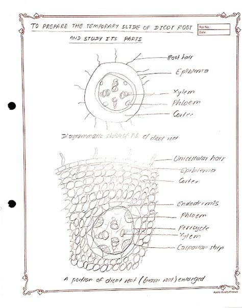3 To Prepare The Temporary Slide Of Dicot Root And Study Its Parts
