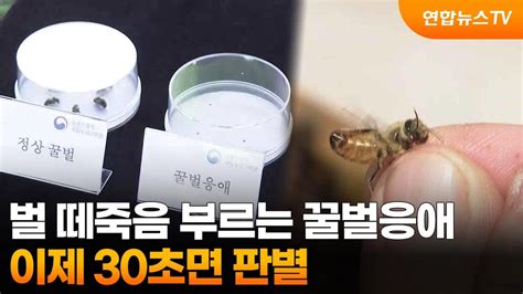 벌 떼죽음 부르는 꿀벌응애이제 30초면 판별 연합뉴스tv Yonhapnewstv Youtube